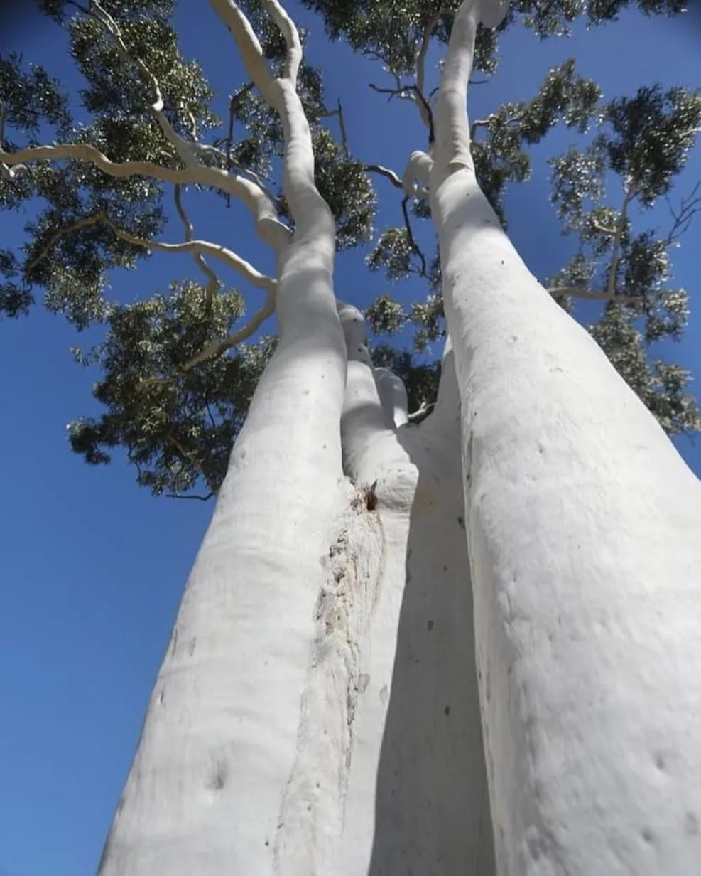 What plants grow in Kings Canyon / Watarrka National Park?